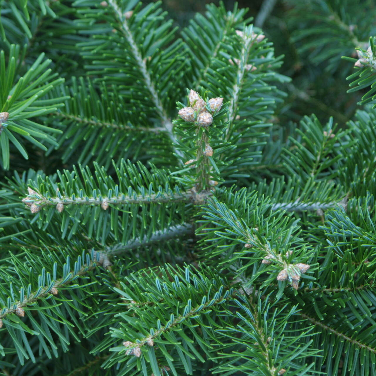 Troja-Tanne (Abies nordmanniana equi-trojani) kaufen | Praskac