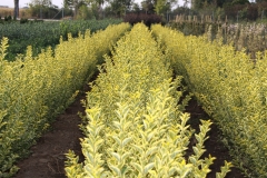 Pflanzenland-Rundfahrt | Praskac Pflanzenland Tulln